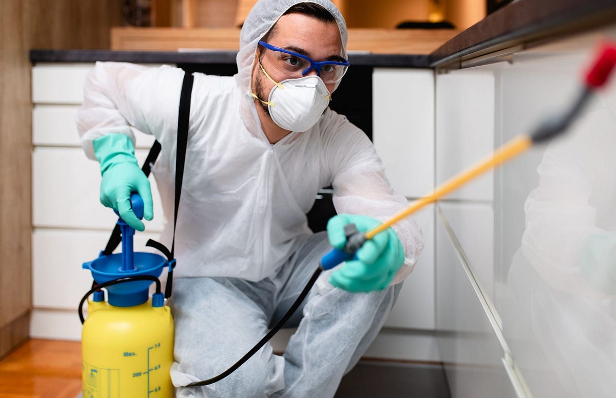 Evergreen City Termite Removal Experts - Evergreen City Termite Removal ...
