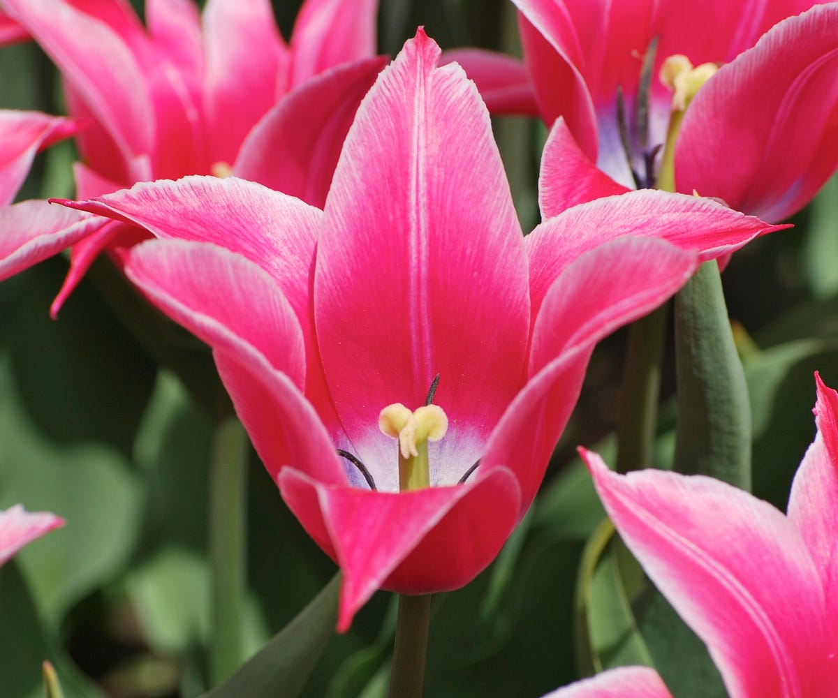 Tulip Mania. We’ve all heard stories of recent… | by Davis Treybig ...