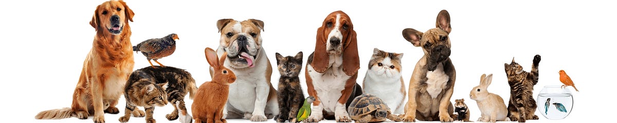 RSPCA Mobile App Concept. Isn’t it just wonderful how adorable… | by ...