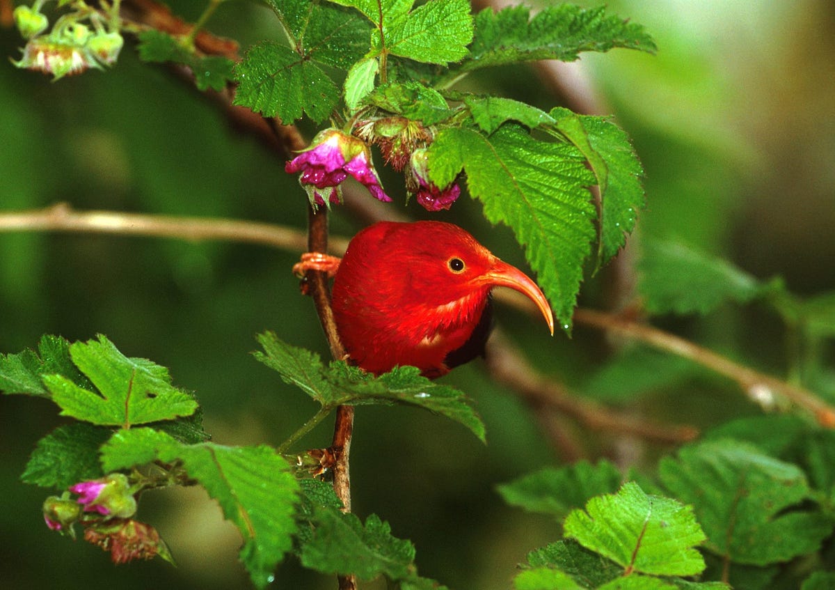 Conservation in the Pacific Islands: About the U.S. Fish and Wildlife ...