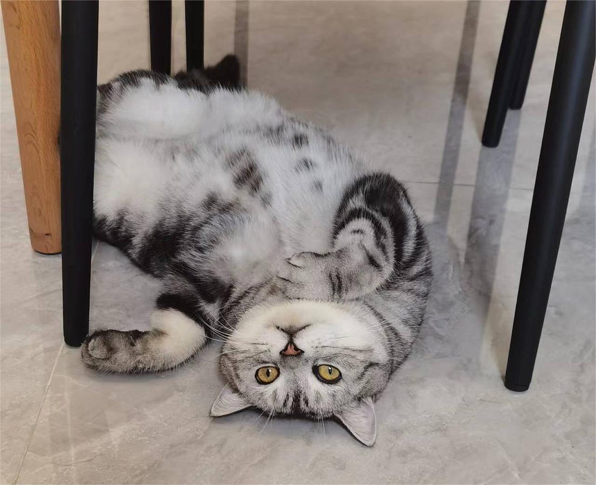 Symptoms Of Cat Stress. What is cat stress? | by Raphael Deng ...