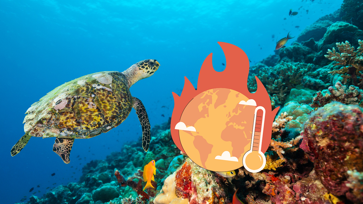 Can Coral Reefs Beat the Heat? A New Study Offers a Surprising Answer ...