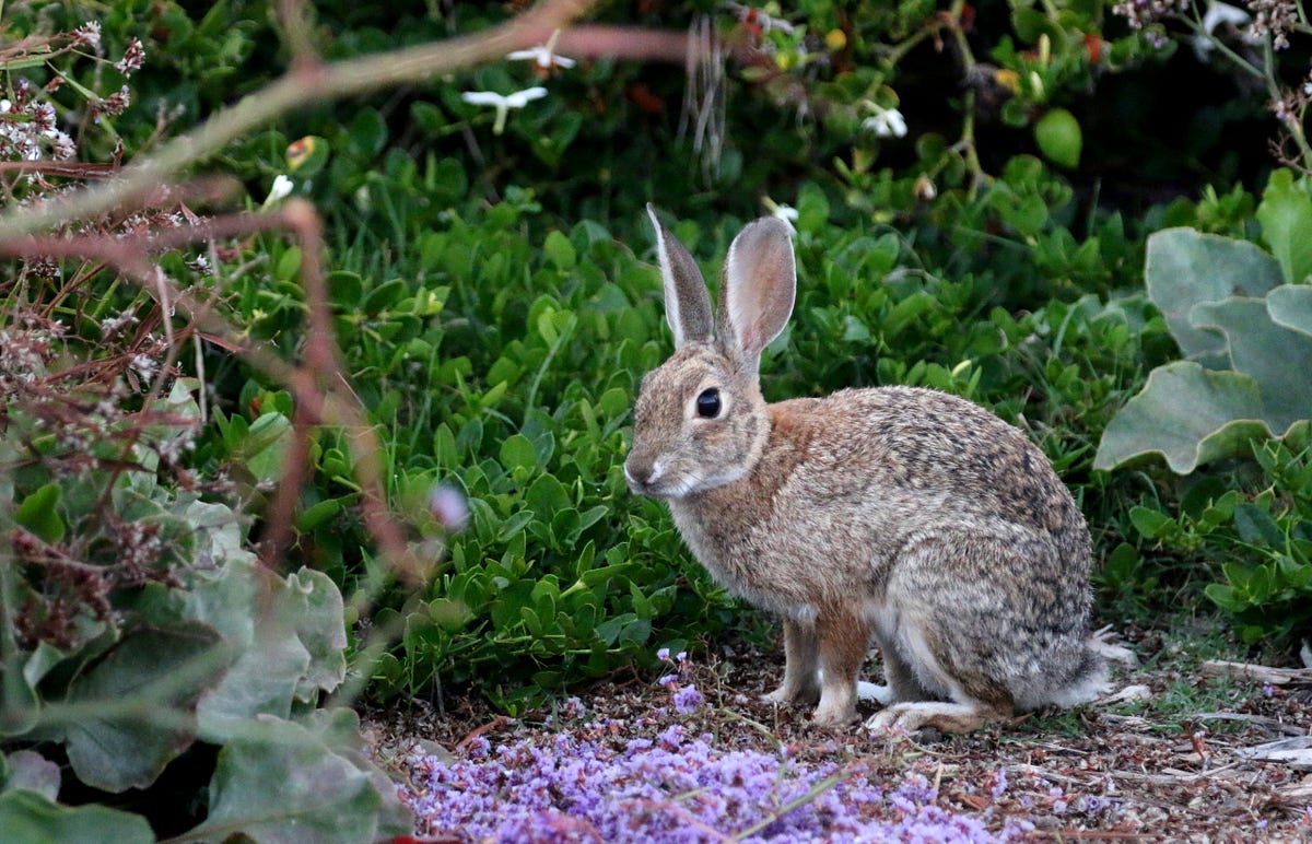 Poor rabbit in wrong habitat - Rainbow Salad - Medium