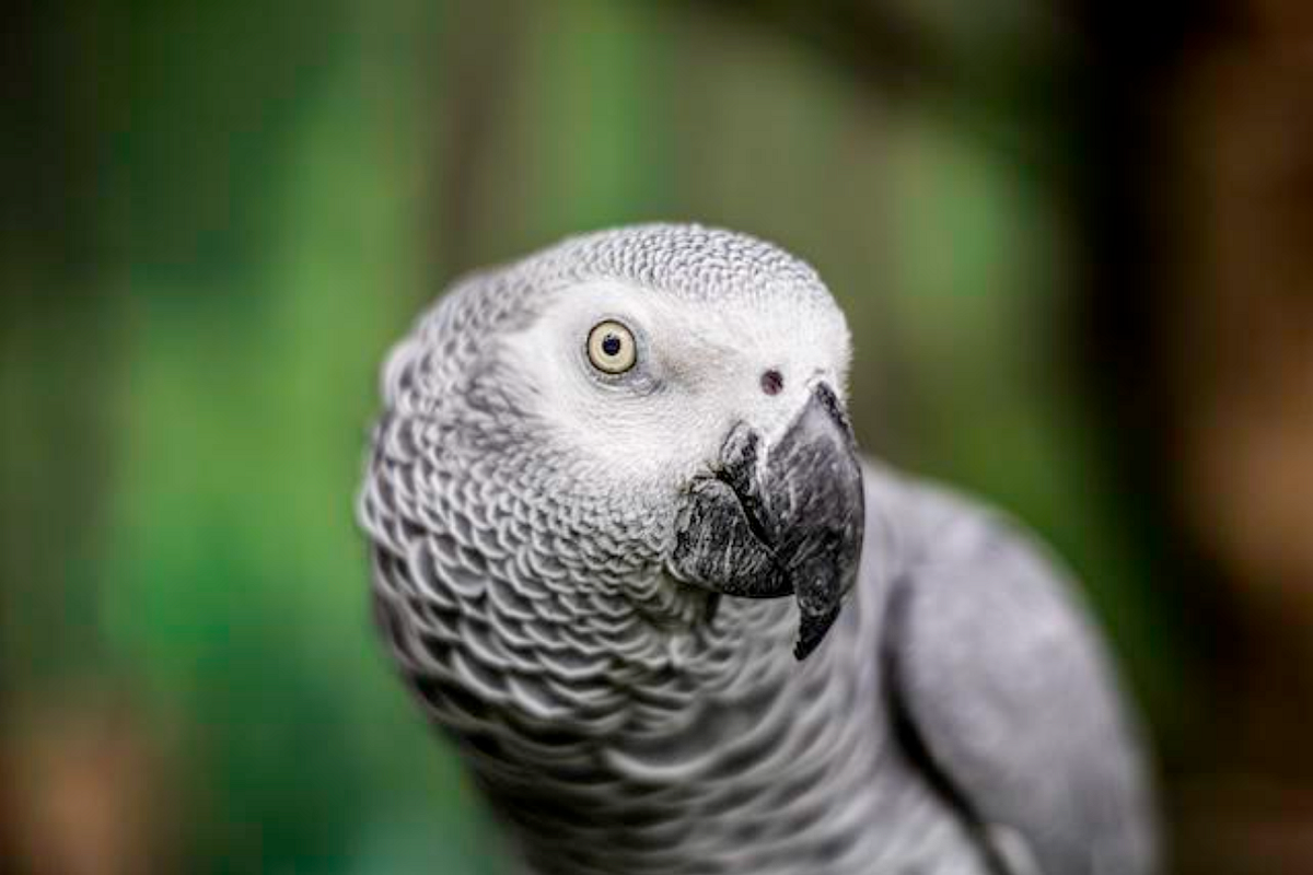 Einstein, Gifted Talking And Singing Grey Parrot, Dies At Age 38 | by ...