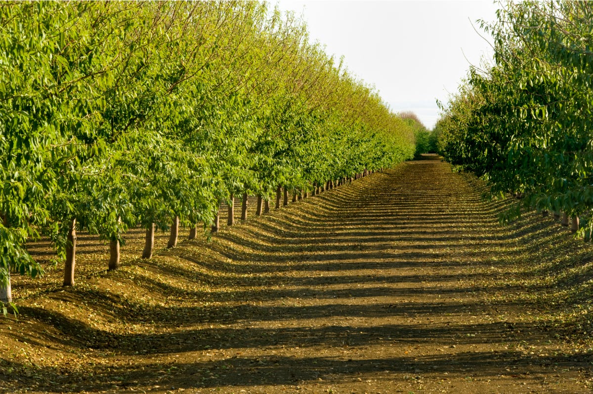 Farming Trees Crops Doesn’t End at Harvest | by FBSciences | Medium