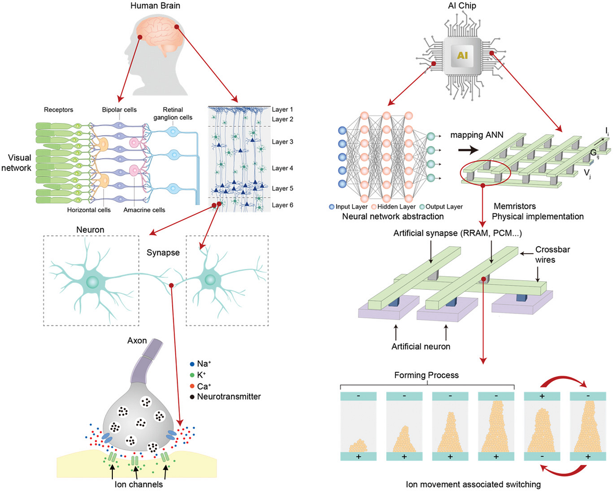 Bridging the Gap: The Future of Lab-Grown Neural Networks and Their Integration with Biological ...