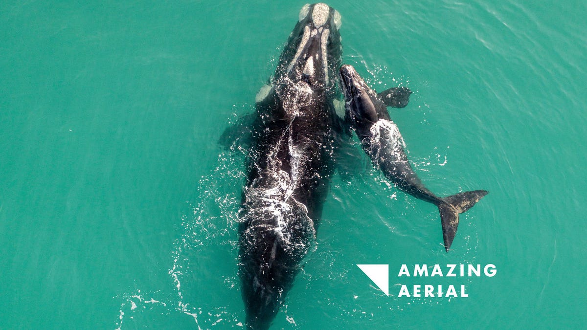 Conserving and Photographing the Largest Creatures on Earth | by ...