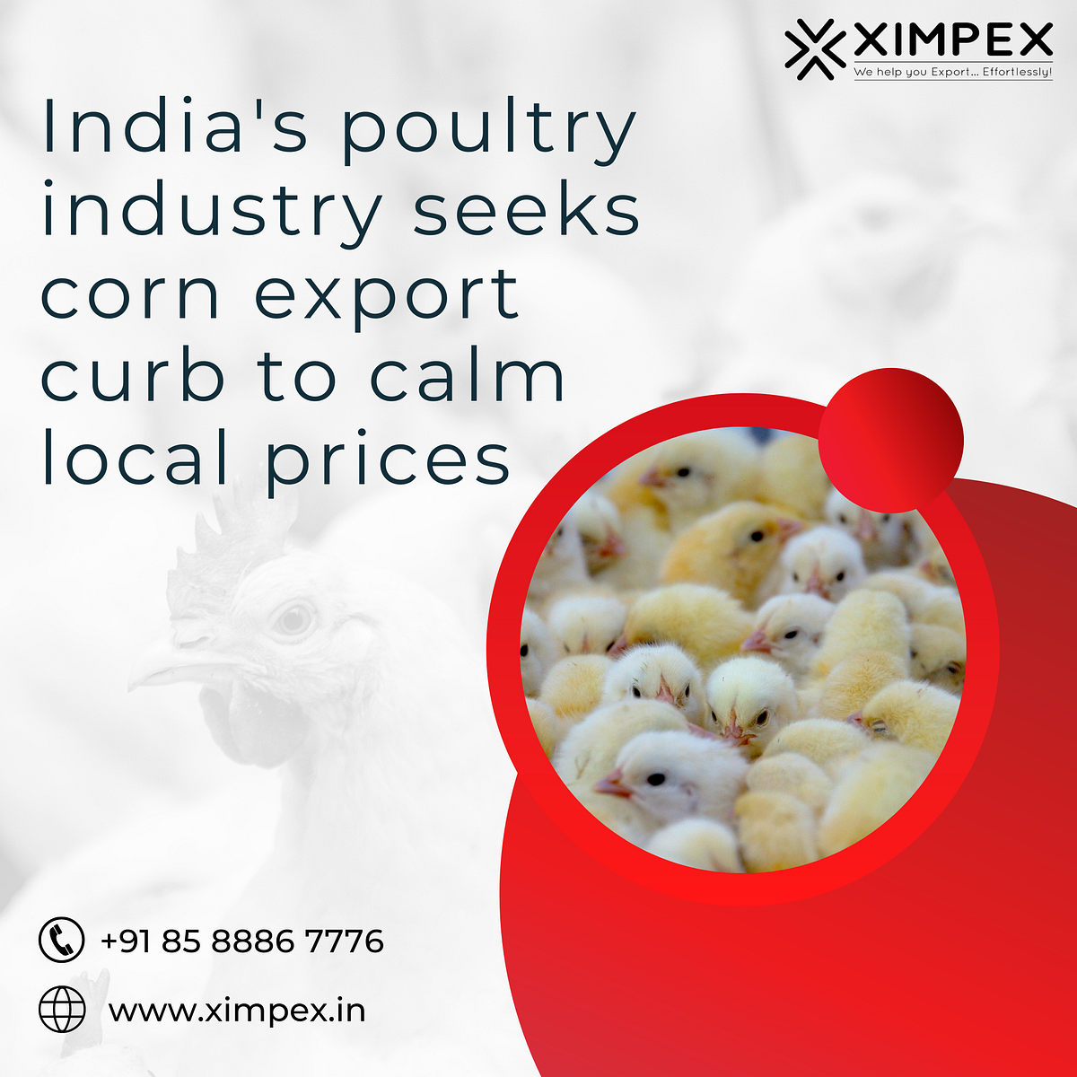 India’s poultry industry seeks corn export curb to calm local prices ...