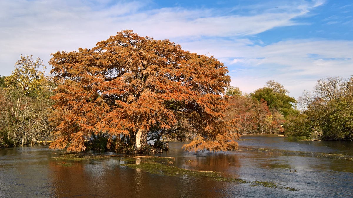 The Peaceful Comal River. Peace and tranquility flowing past me | by R ...