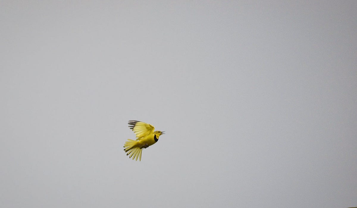 Little Yellow Bird - Express inner wildness. - Medium