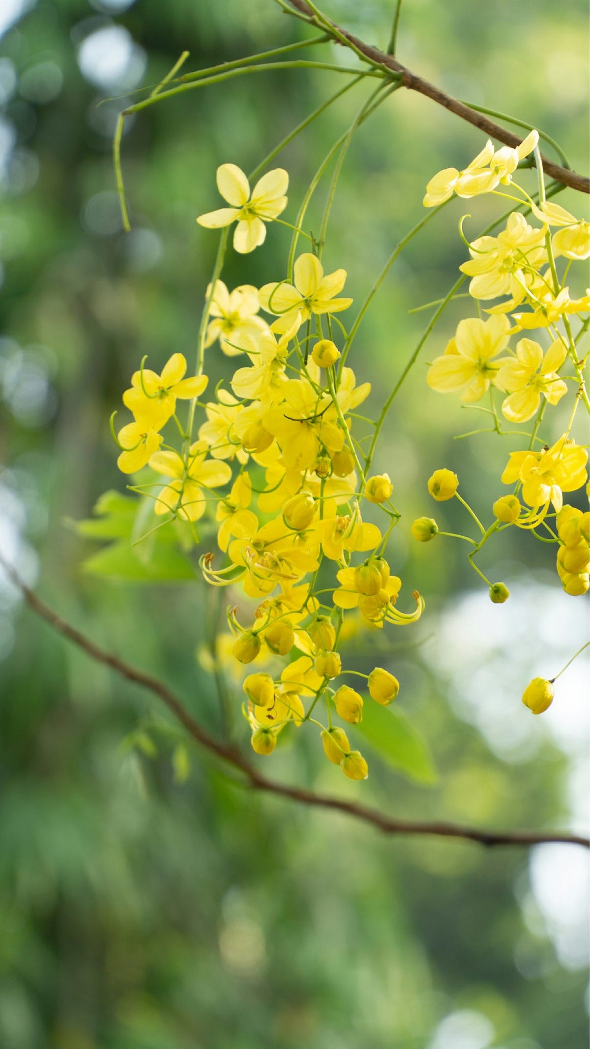 Why is Vishu Celebrated ? | by AT Legacy Writers | Medium