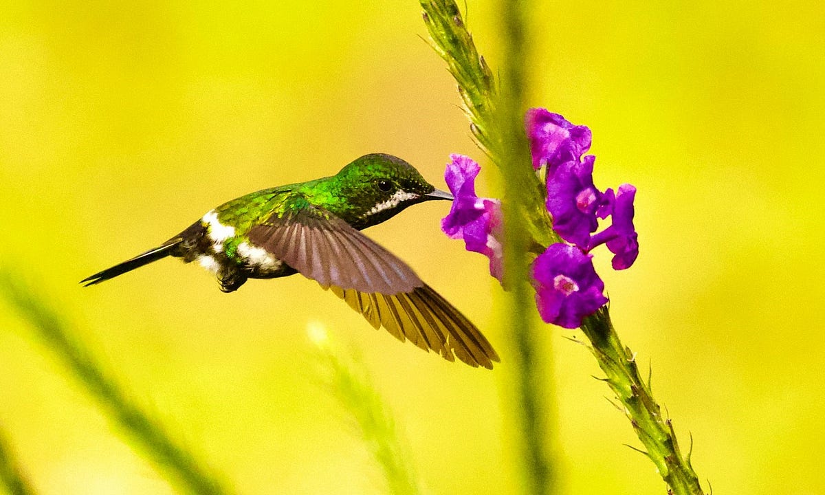Weightless Bird - Scribe - Medium