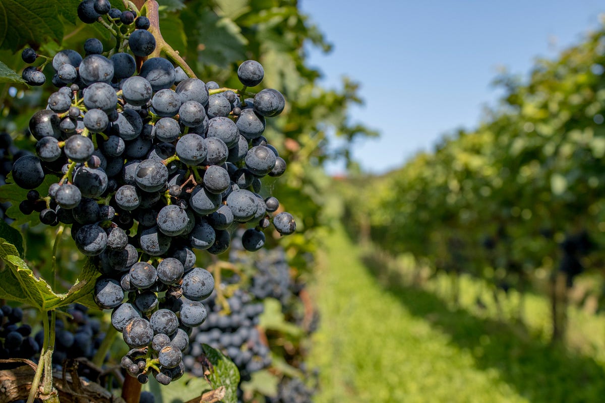 Grapes: A sweet and nutritious gift from nature | by Sindi5 | Oct, 2023 ...