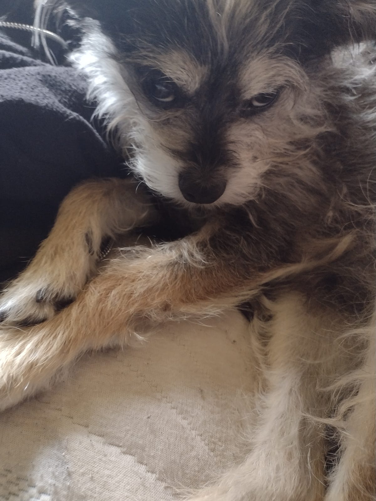 We Should Have Named Him Shadow - The Daily Cuppa - Medium