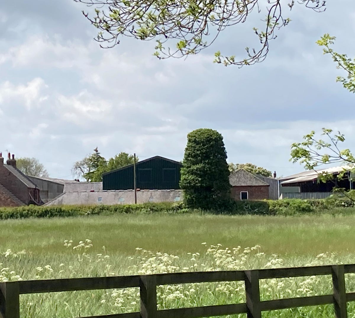 Tree That’s Not A Tree | by Penny Grubb | Six Word Photo Story Challenge