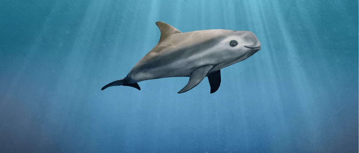 The Most Rare Animals Left in the World: A Glimpse Into the Edge of ...