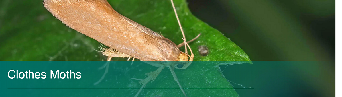 Everything About Cloth Moths. Cloth moths, also known as textile… | by ...