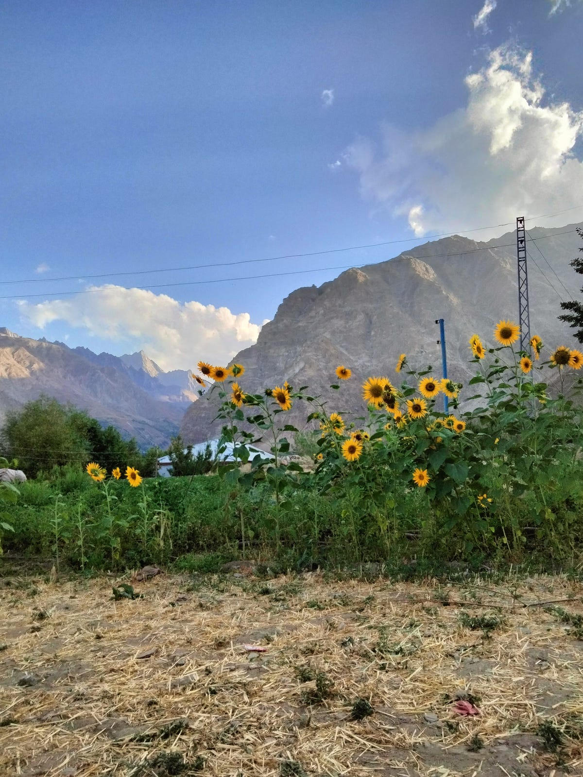 The Sunflower Diaries: A Farmer’s Love Affair with Blooms and Bees | by Sumaira Saba | Medium