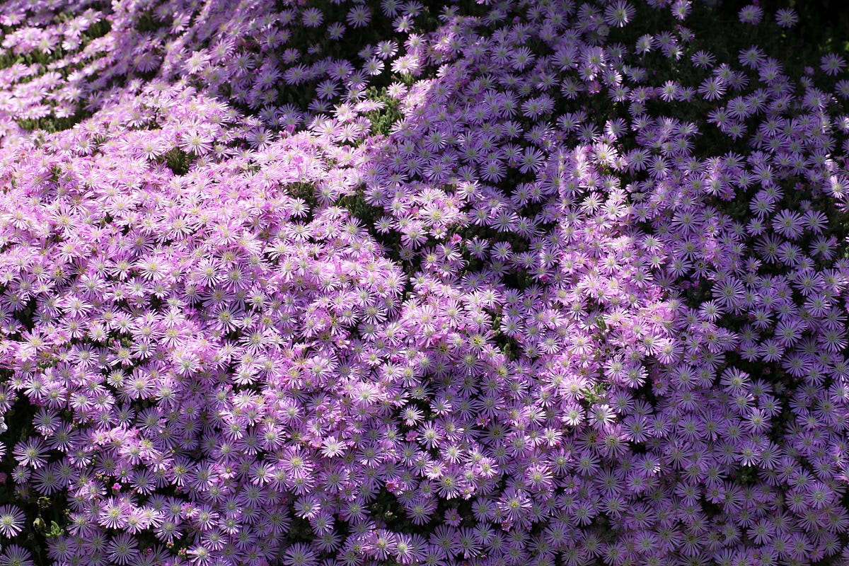 My Favorite Flower. Write a poem about your favourite… | by Michael ...