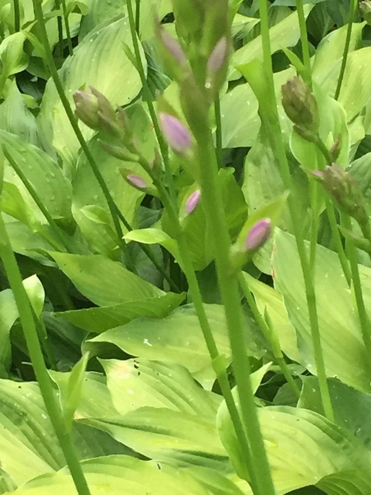 Recurring Negative Thoughts. How I’m uprooting them and moving to… | by ...