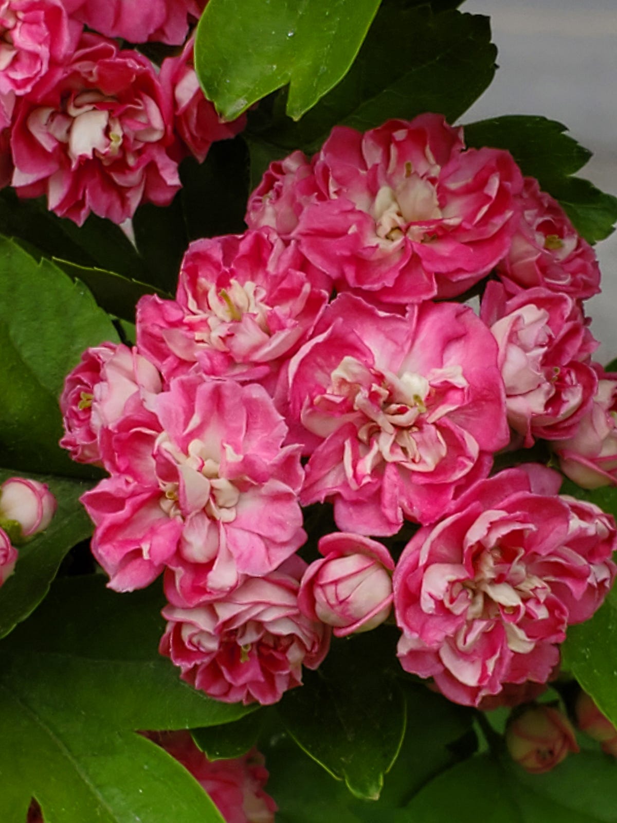 Motherhood and the Nature of Sacrifice: Lessons from the Mayflower Tree ...