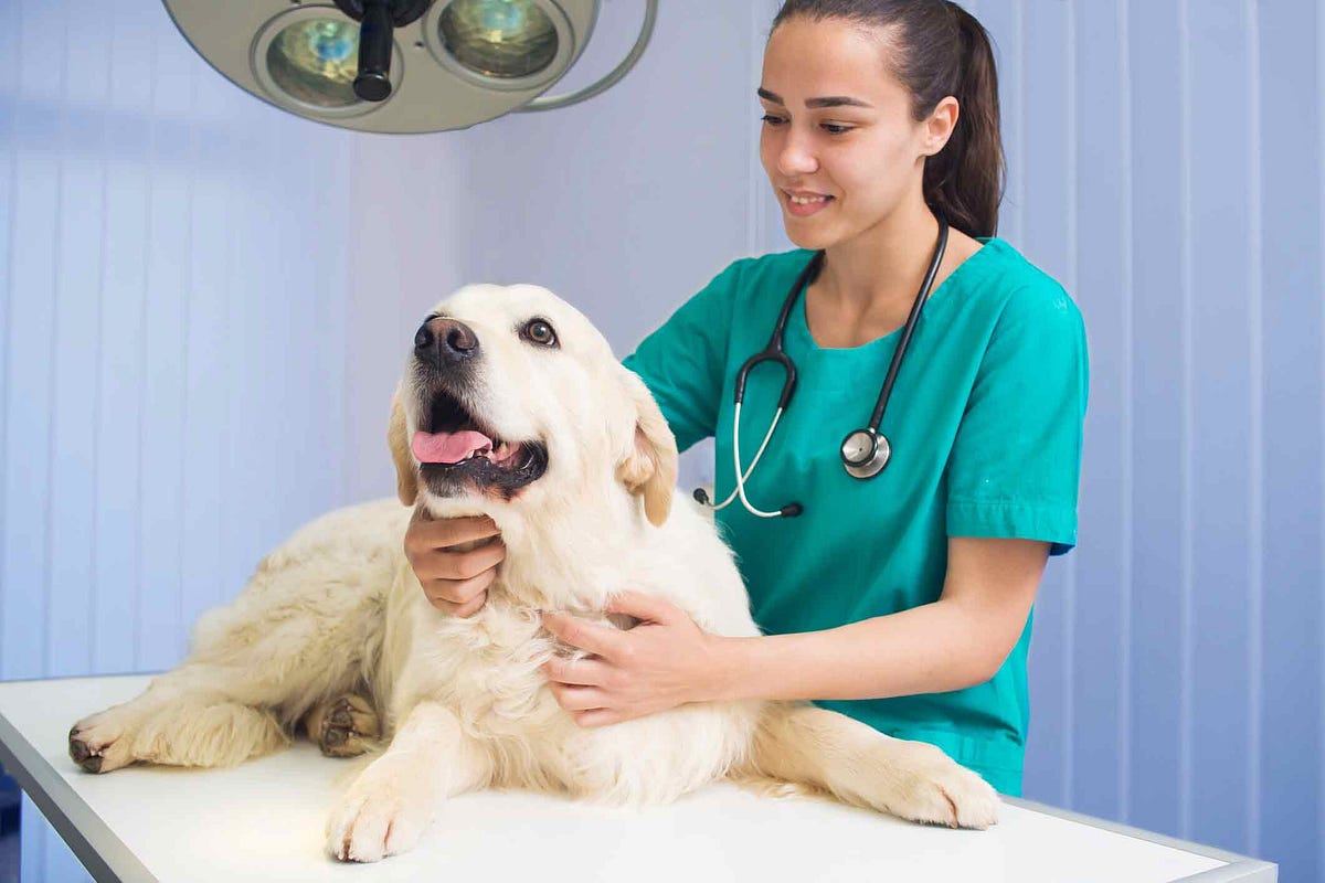 What Kind of Services Offered By Pet Professionals | by Petprosservices ...