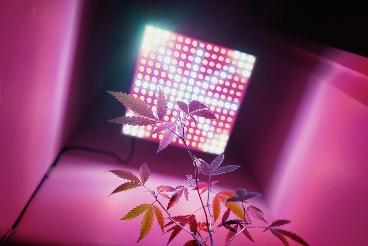 Get Guidelines to Choose Best LED Grow Lights | by Expert Adviser | Medium