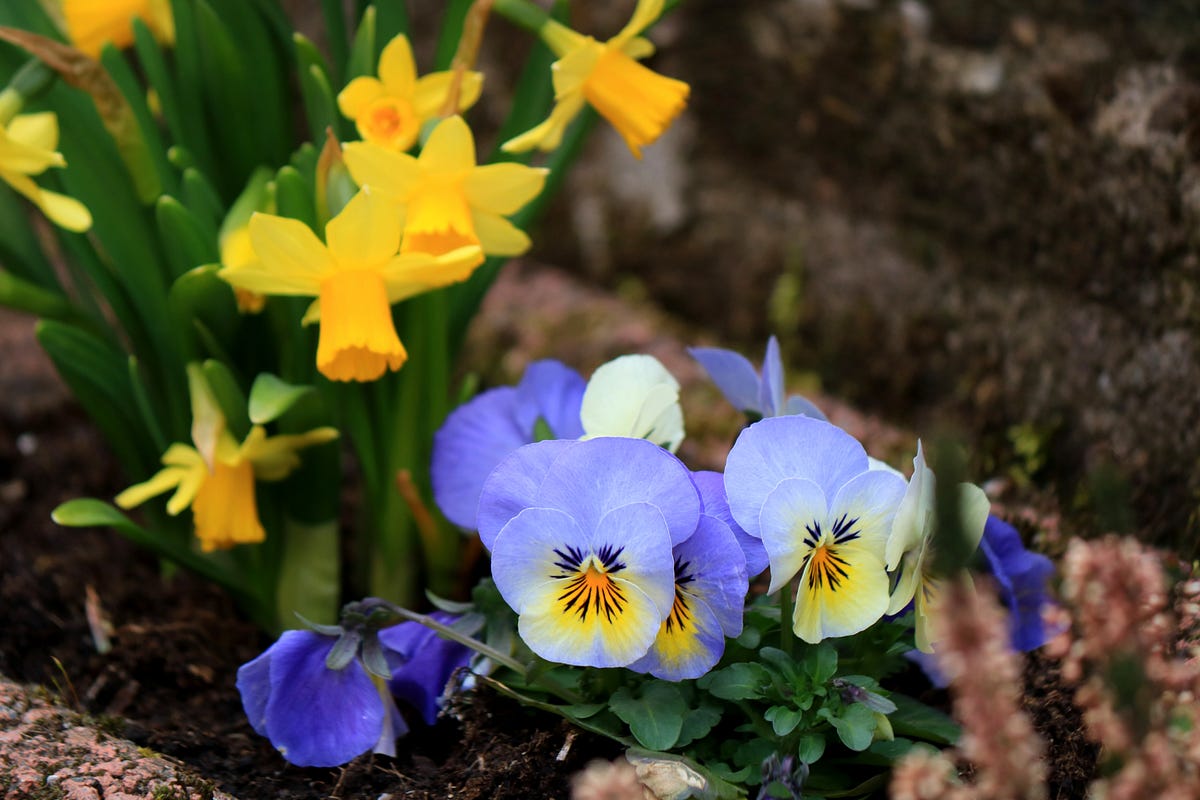 Colors of Spring. When nature awakens after a long winter… | by Anne ...