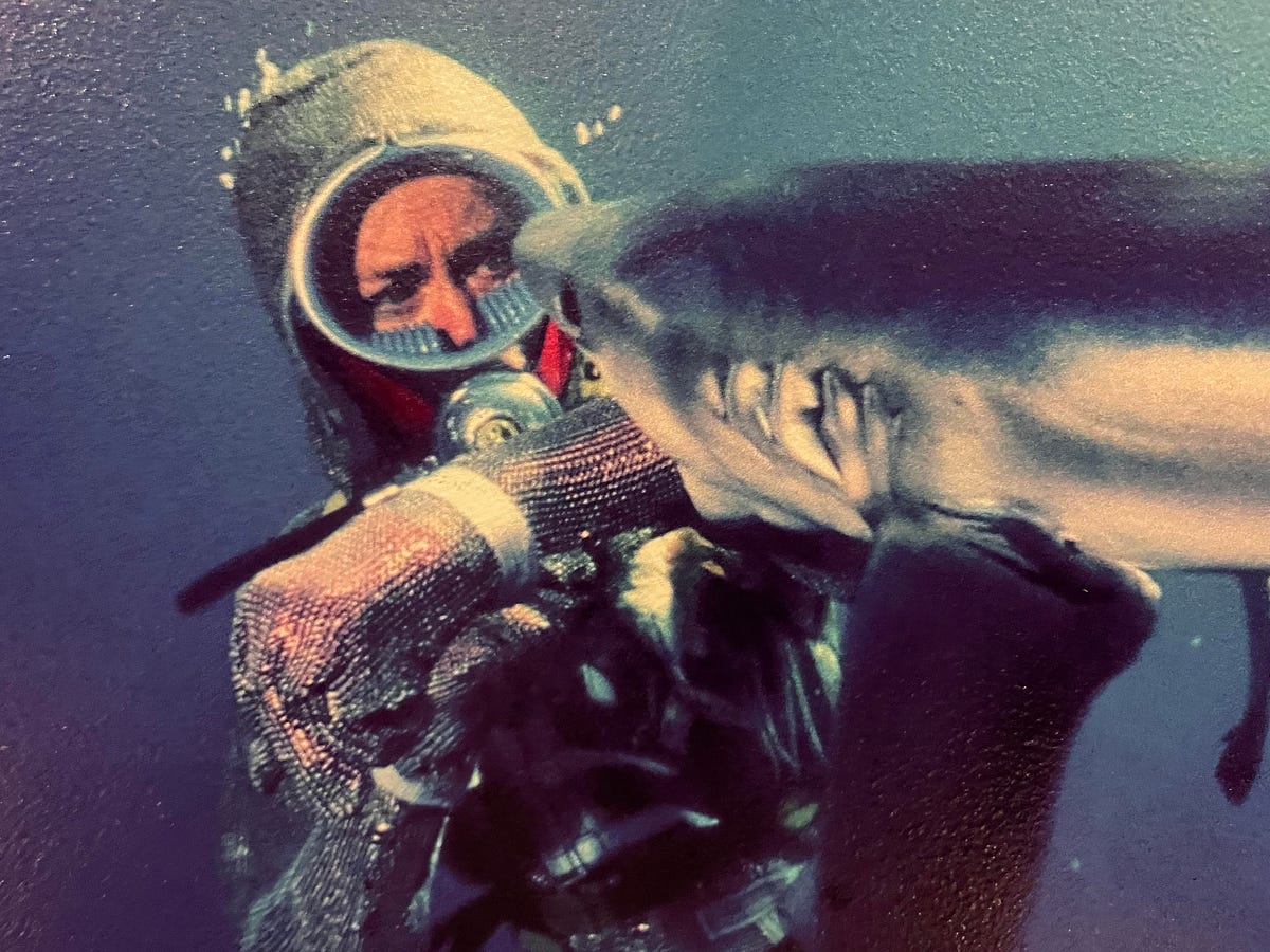 Review: The Anti-Shark Exhibit at the Australian Museum | by Dr. Chris ...
