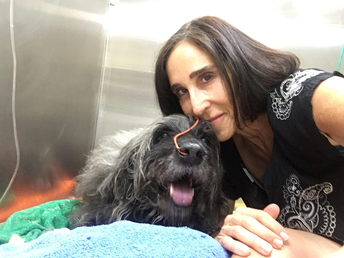 Truman Update. Monday, July 30, 2018 | by Cathy Brooks | Canine ...