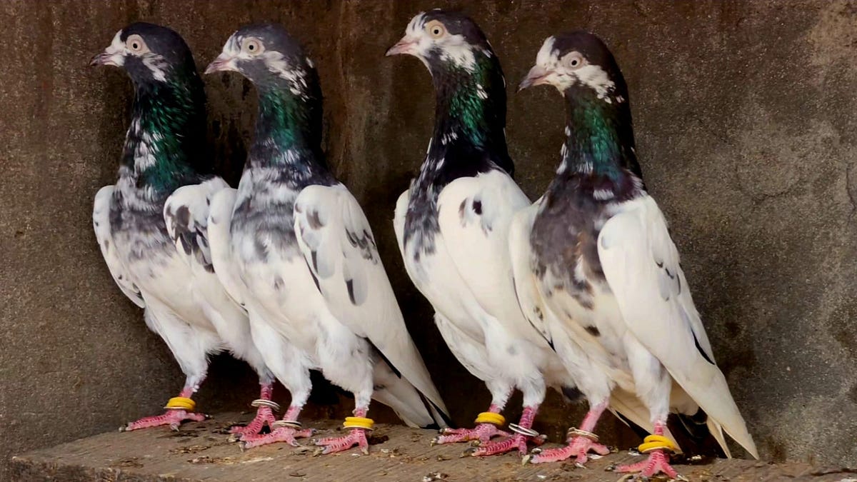 pakistani pigeons https://pakistanipigeonsw.blogspot.com/ - Brothe ...