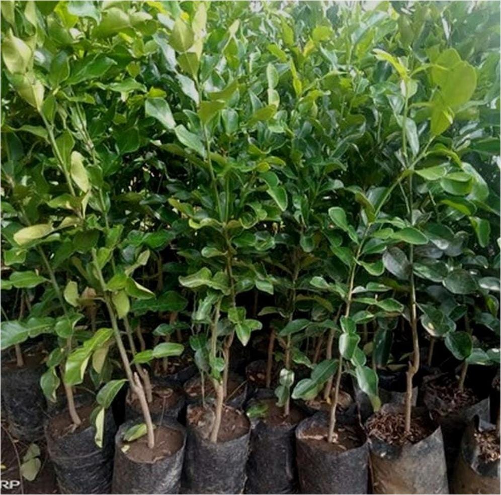 Bibit Jeruk Purut Tanaman Penyedap Daun Bumbu Semarang | by Jasmin Buah ...