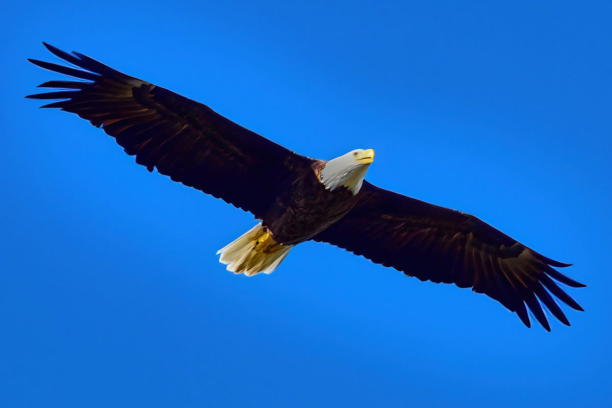 B is for Bald Eagle. The Bald Eagle: America’s Majestic… | by Darin ...