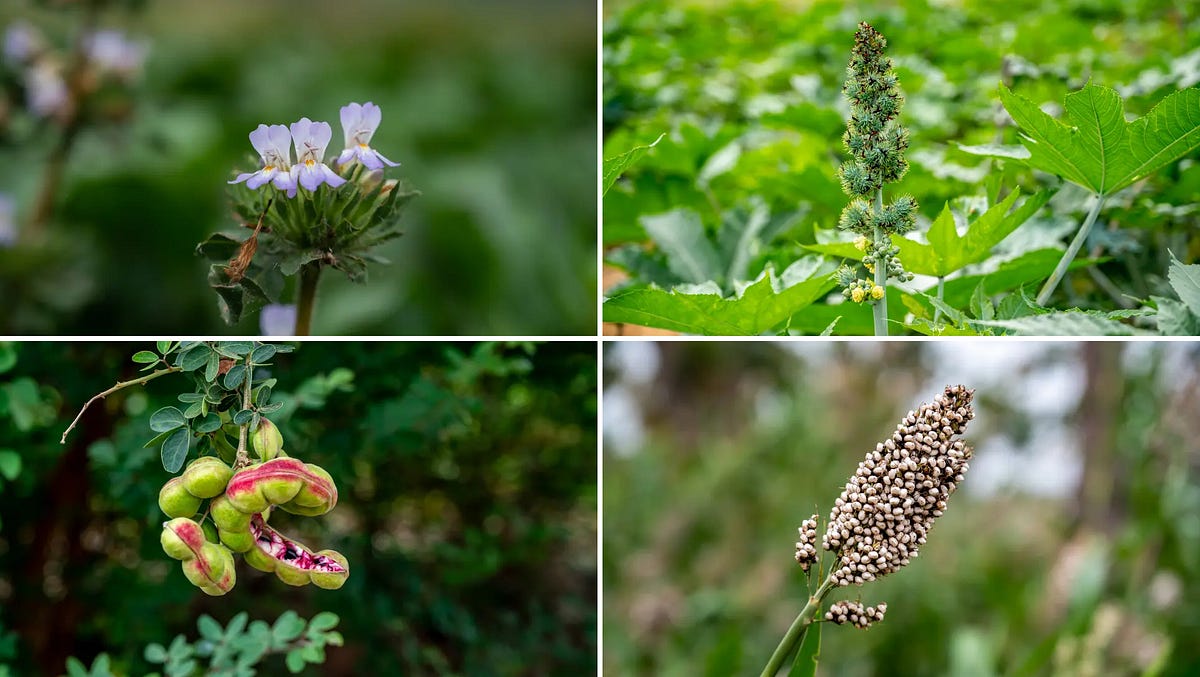 Beautiful Plant Images with 90+ collections: Part 5 on NaturePicStock ...