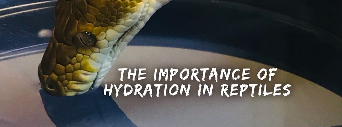 The Importance of Hydration in Reptiles | by Scott Borden | Medium