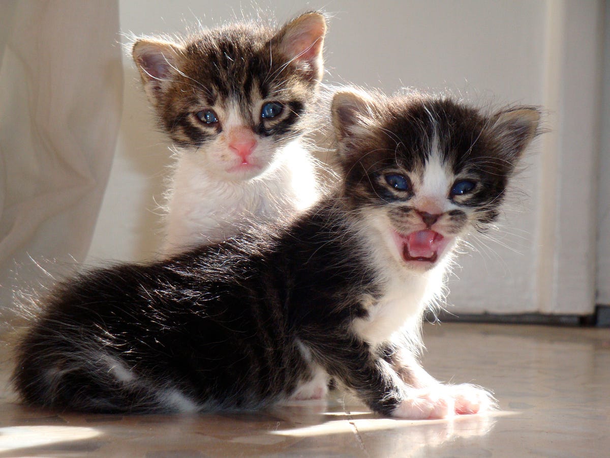 The Life And Times Of Zorro The Cat | by Jon Steele | Medium