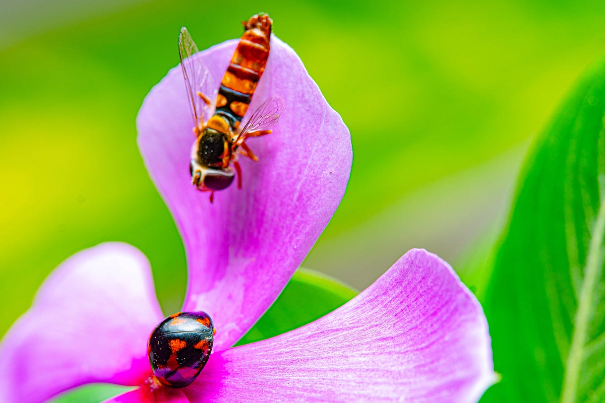 Overcoming environmental doom and gloom | by The Island | The Island ...