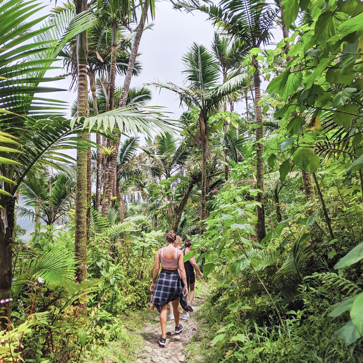 How to Puerto Rico — Rainforest. El Yunque National Forest is a ...