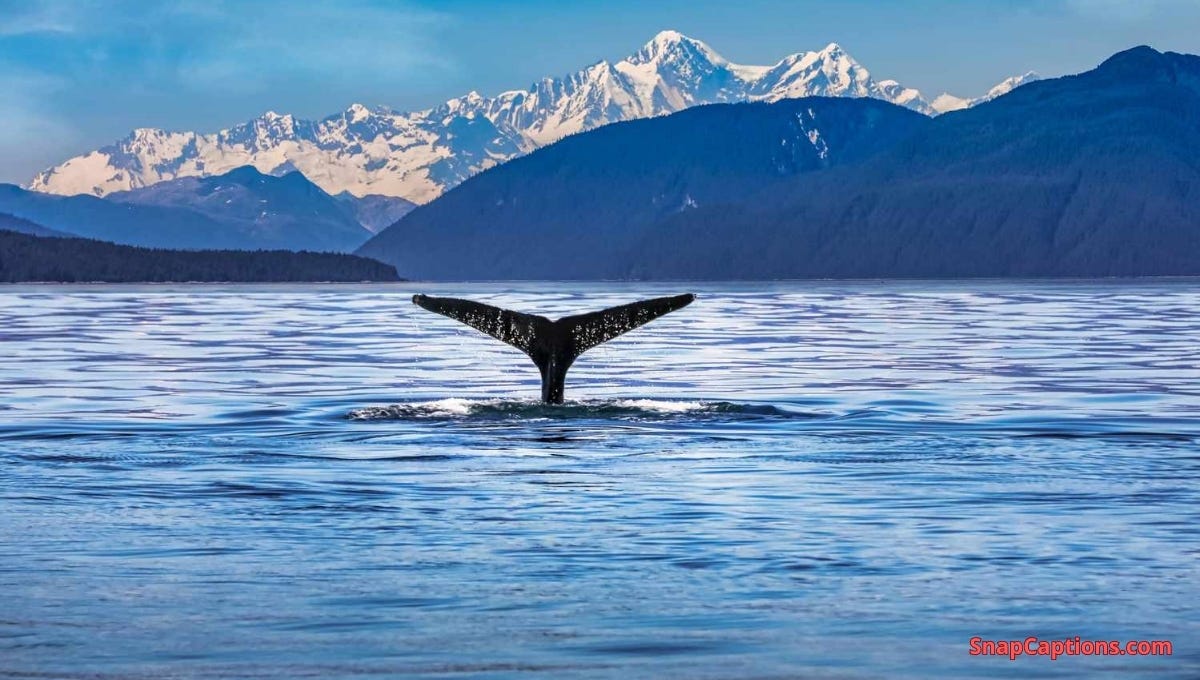 200+ Perfect Alaska Instagram Captions to Make Your Arctic Photos Shine ...