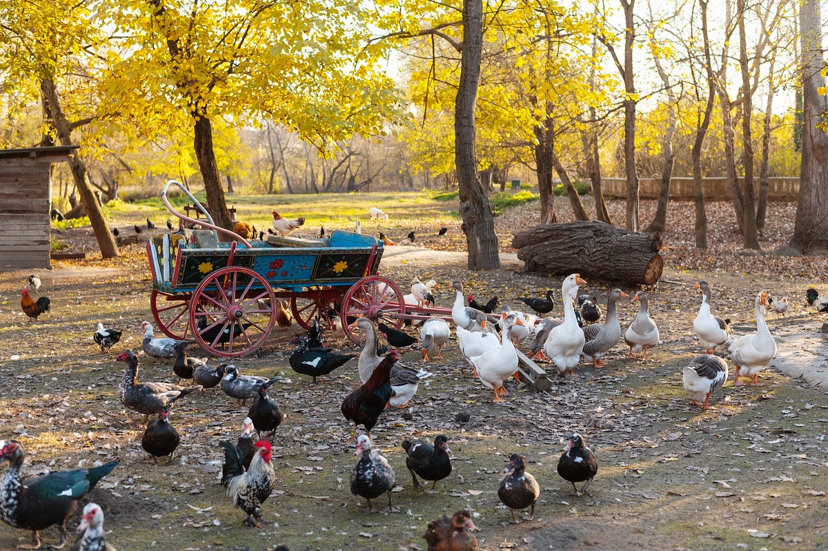 A Guide to Backyard Poultry Farming | by Jonathan Swift | Medium