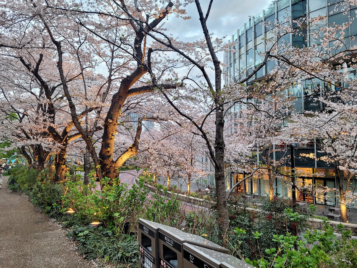 Cherry Blossoms / Sakura (桜) in Japan, 2023 Season | by Elliott | Medium
