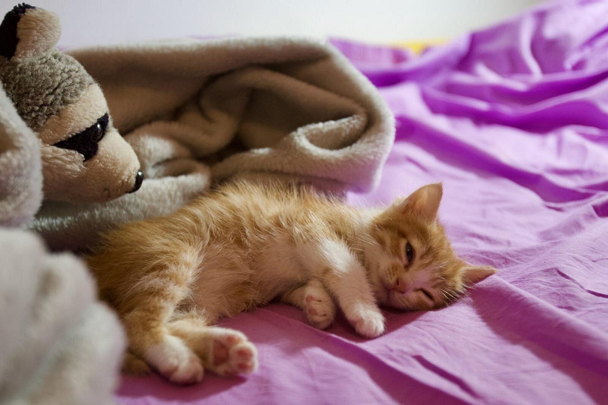 6 Wise Lessons Cats Can Teach You About Healthy Lifestyle | by Liv ...