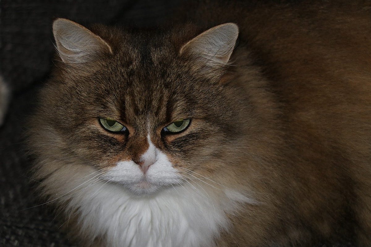 5 Secrets to Calming Your Cranky Cat | by Dakota Duncan | Catness | Medium