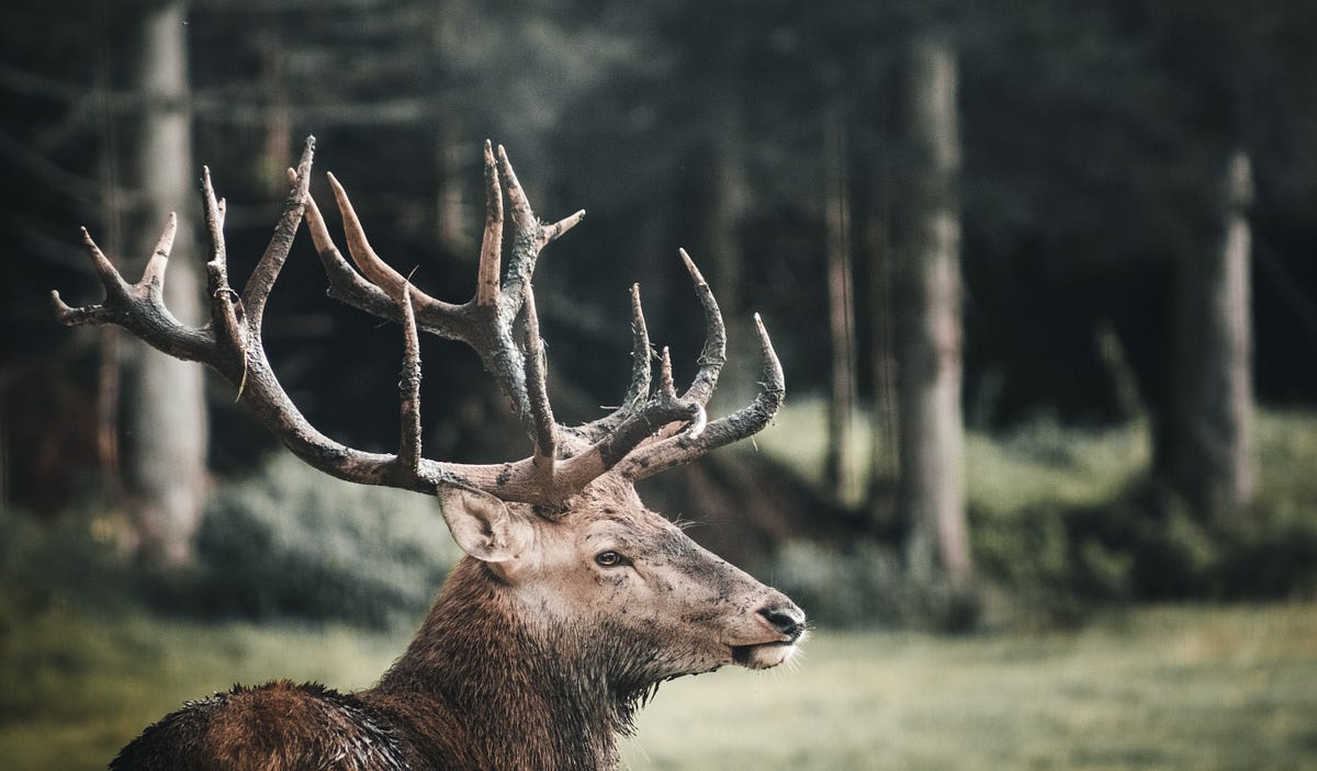 Life by the Antlers Part 2: Invasion | by Aaron Michael Thomas | The ...