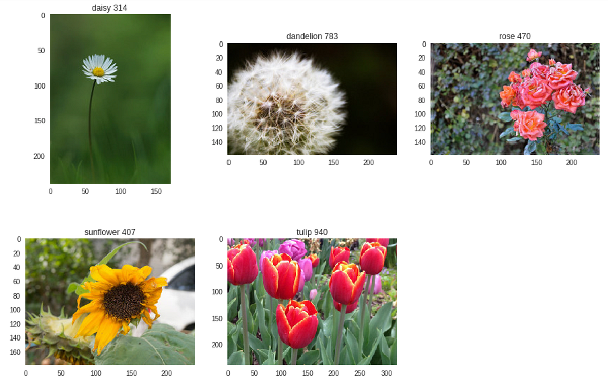 Three models for Kaggle’s “Flowers Recognition” Dataset | by Yinghan Xu ...