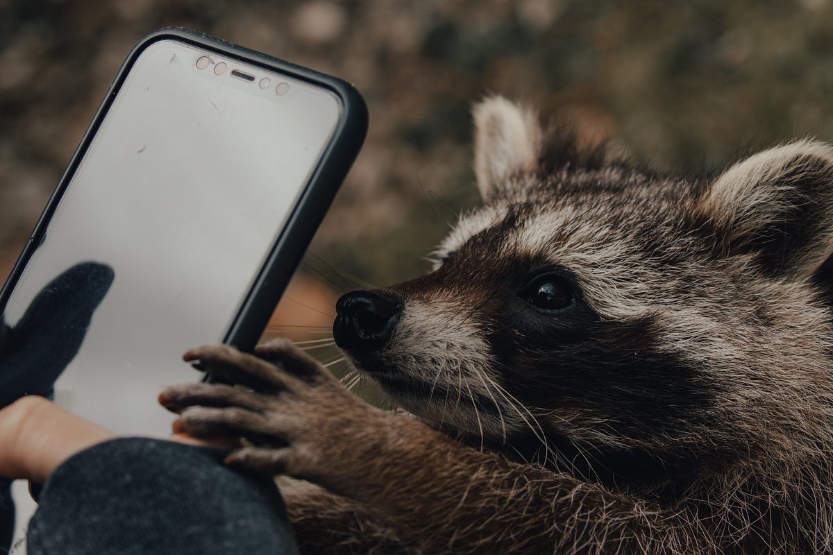 The Many Theme-Named Animals Of Ruby | by Ruby Noir 😈 | Read or Die ...