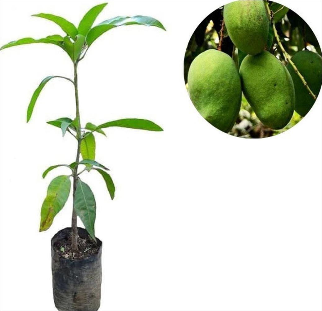 Bibit Mangga Harum Manis Tanaman Buah Aromanis Harumanis Bisacod ...