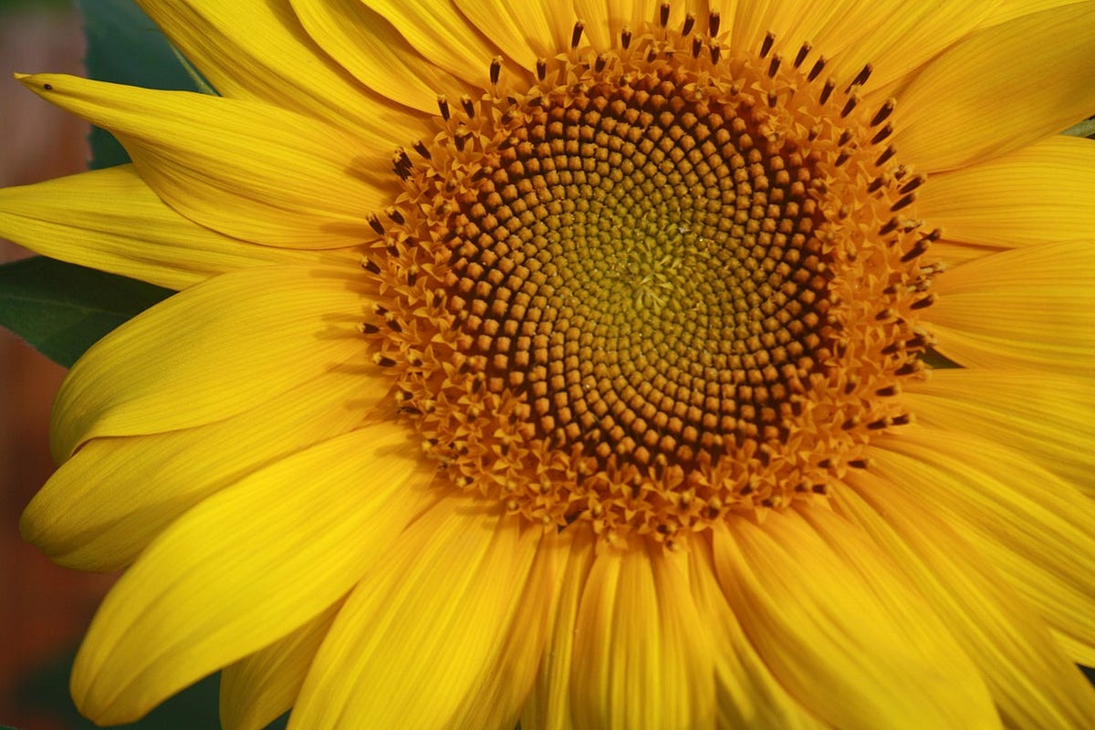 How to ace the Fibonacci sequence interview question | by Maciej Twaróg ... How to ace the Fibonacci sequence interview question | by Maciej Twaróg ...