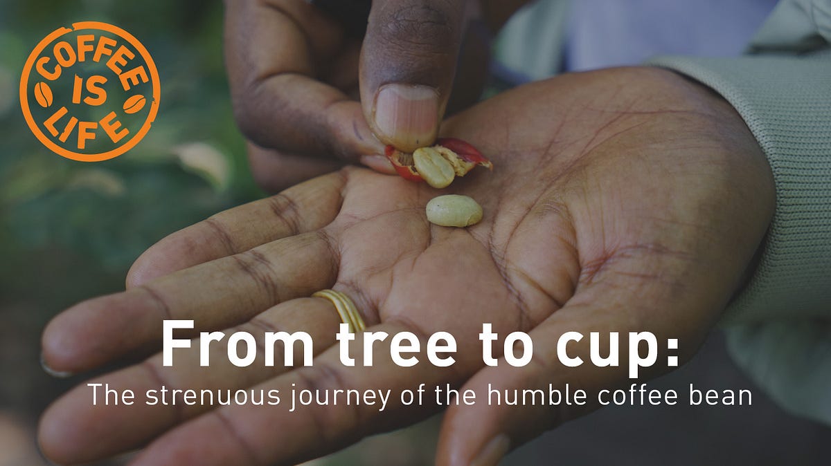 From tree to cup: The strenuous journey of the humble coffee bean | by ...