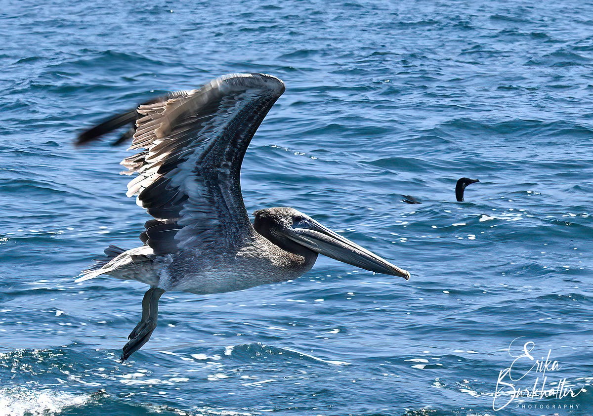 Airborne! A Pelican Takes Flight. He missed his fish, but he’s ready to ...